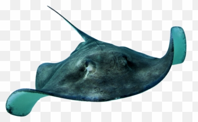 Free transparent stingray emoji images, page 1 - emojipng.com