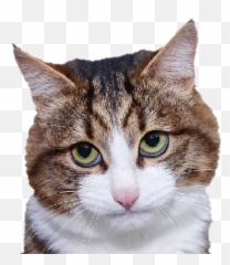 Sadcat3 - Sad Cat Discord Emoji,Cat Emoji Discord - free transparent ...