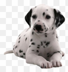 Dalmatian Dog Sitting - Pongo 101 Dalmatians Coloring Page Emoji ...
