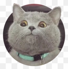 Crying Emoji Meme - Sad Cat Discord Emoji,Cat Heart Emoji Meme - free ...