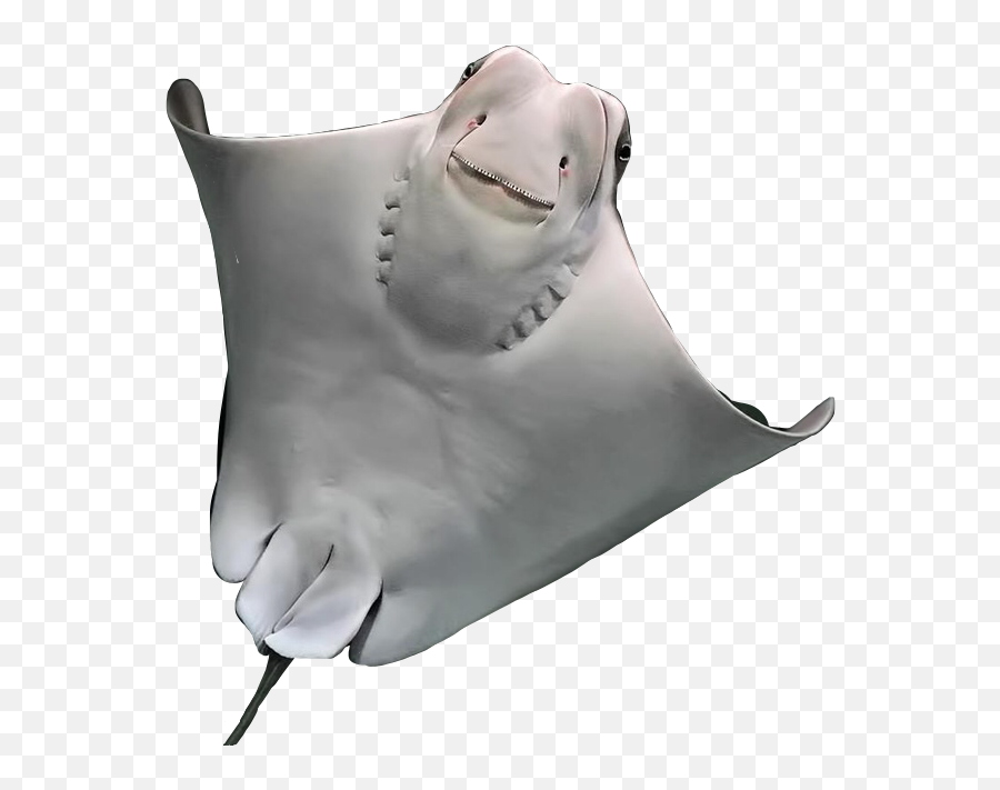 Arraia Freetoedit - Sticker By Luisehullenrus Stingray Happy Face Emoji ...