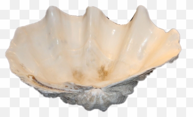 Clams Png Pic Png Svg Clip Art For Web - Clam Shells Transparent Png ...