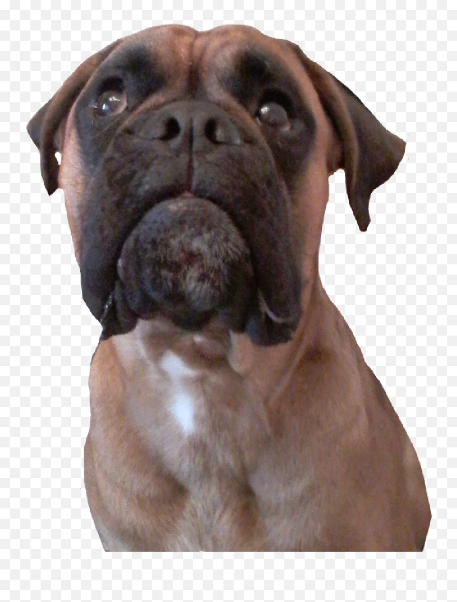 Mydog Dog Boxer Sticker By Goha - Soft Emoji,Boxer Dog Emoji - free ...