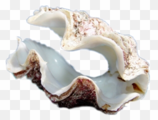 Clam Clipart Mermaid Clam Mermaid - Purple Shell Clipart Emoji,Clam ...