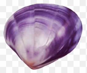 Clam Clipart Mermaid Clam Mermaid - Purple Shell Clipart Emoji,Clam ...