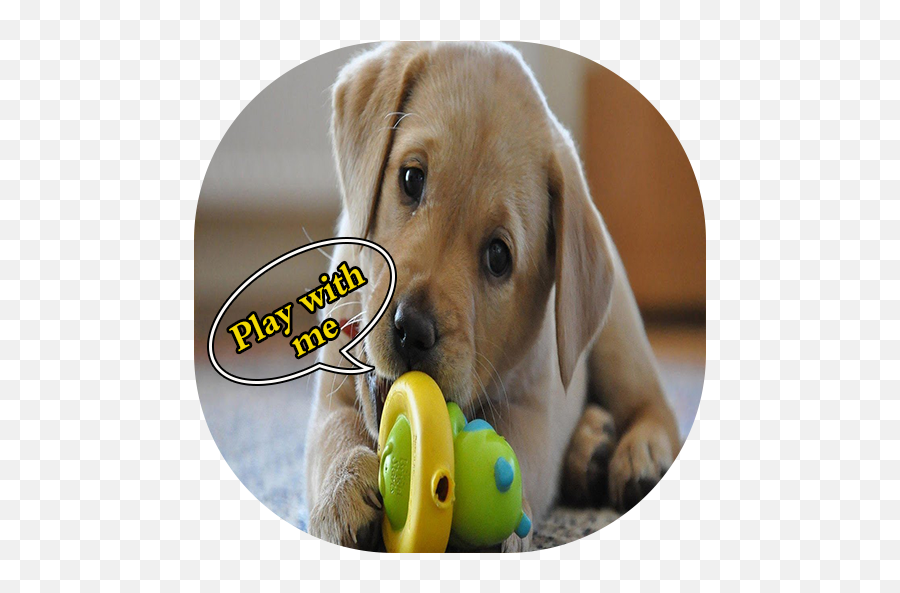 Bark Translator Communicate With Your Dog U2013 Aplikace Na - Dog Toy ...