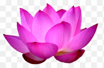 Ayyavazh Logo Transperent - Ayya Thunai Emoji,Lotus Emoji - free ...