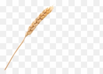 Wheat Clipart - Wheat Grain Transparent Emoji,Wheat Emoji - free ...