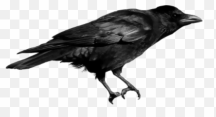 Raven Png Images Free Download - Crow Png Transparent Emoji,Crow Emoji ...