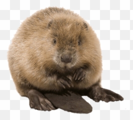 Cartoon Beaver Clipart - Animated Beaver Face Emoji,Beaver Emoticon ...