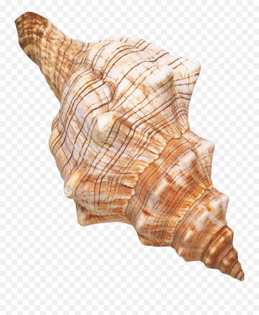 Seashells Png U0026 Free Seashellspng Transparent Images 48197 Emoji ...