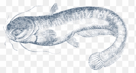 Catfish - Pacific Sturgeon Emoji,Catfish Emoji - free transparent emoji ...