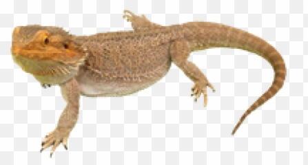 Dragon Neck The Head Of The Scales No - Dragon With Comb On Head Emoji ...